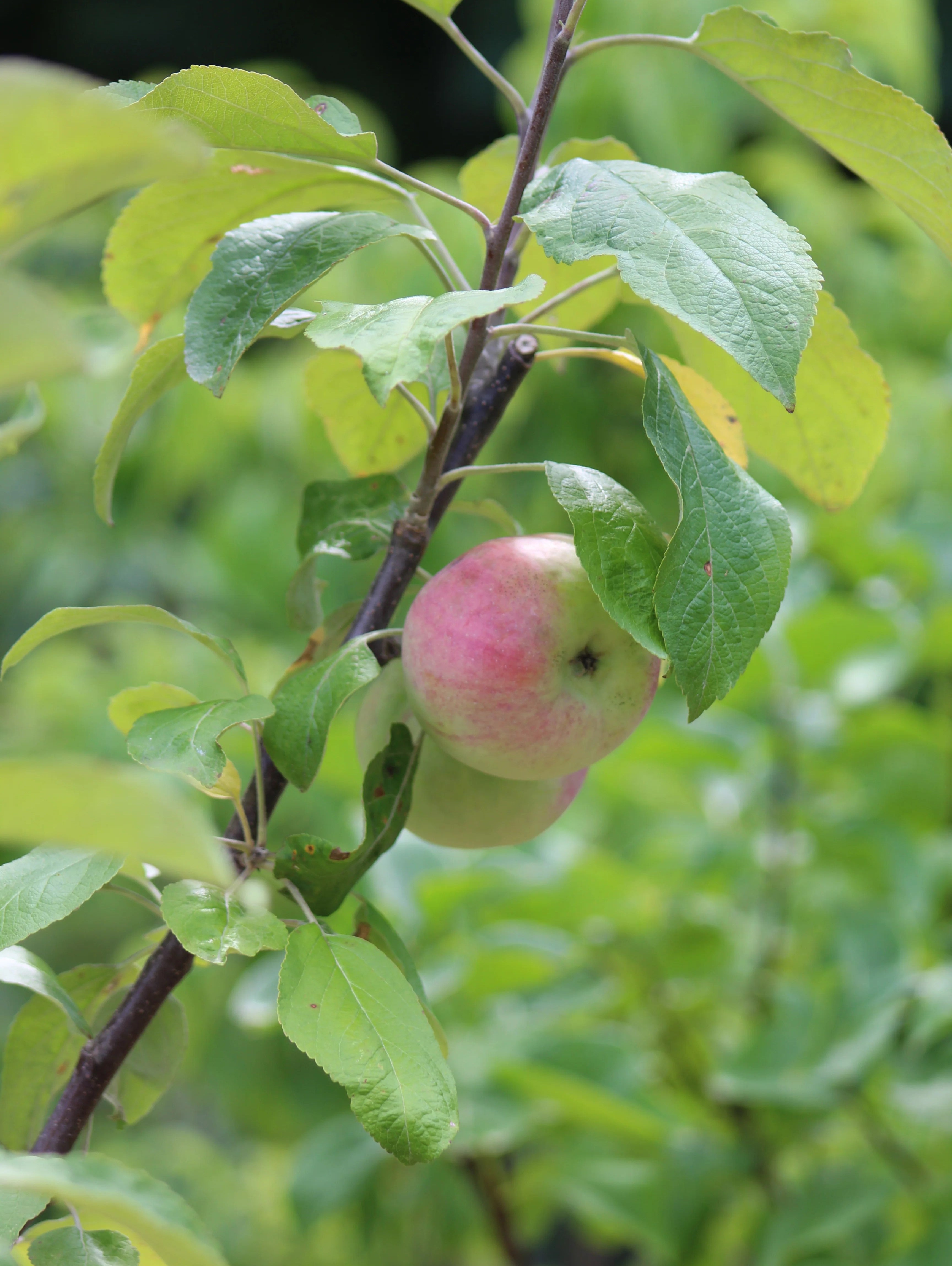 Fruit Trees & Fruiting Shrubs – Bosco's Garden Center