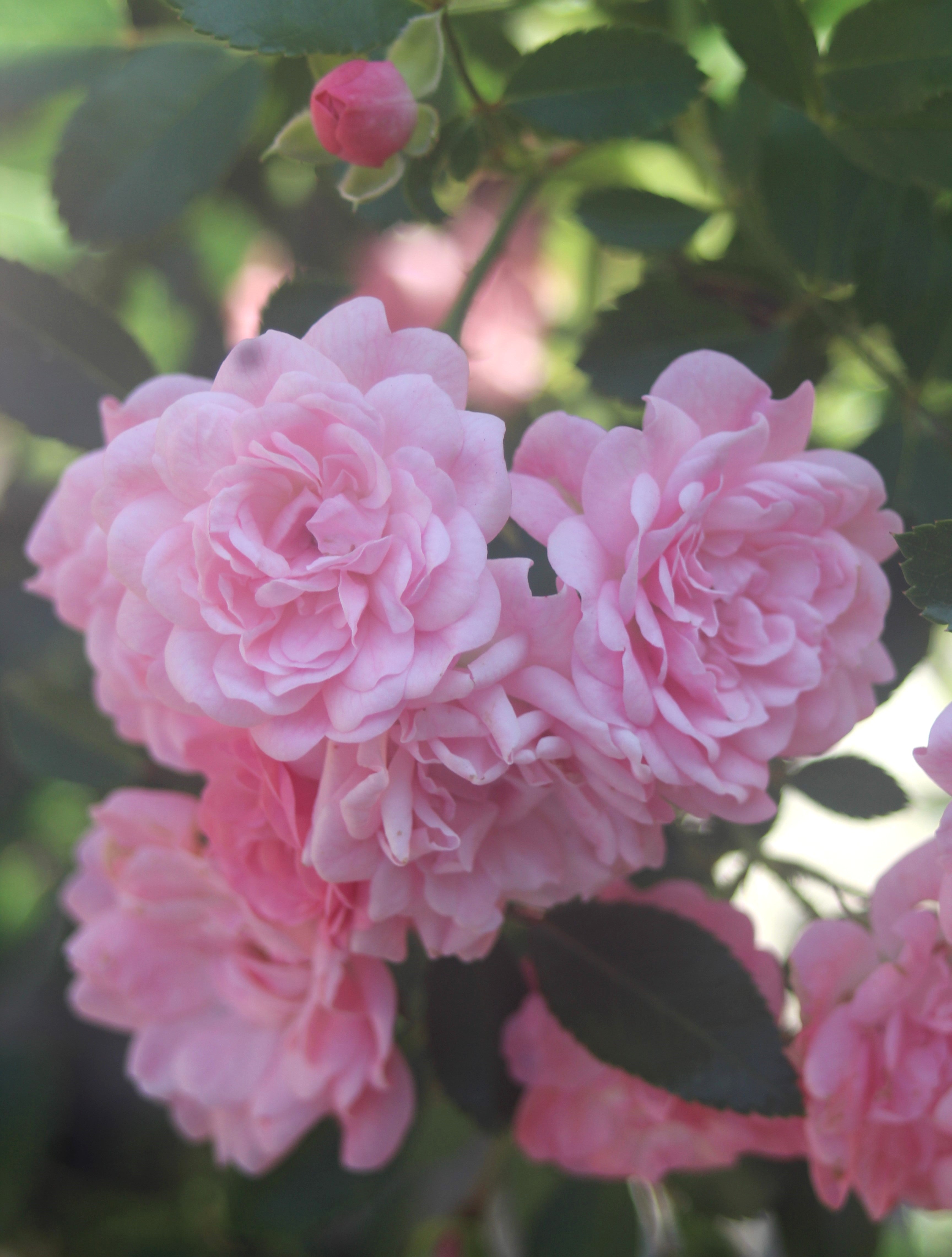 Collections – Bosco's Garden Center