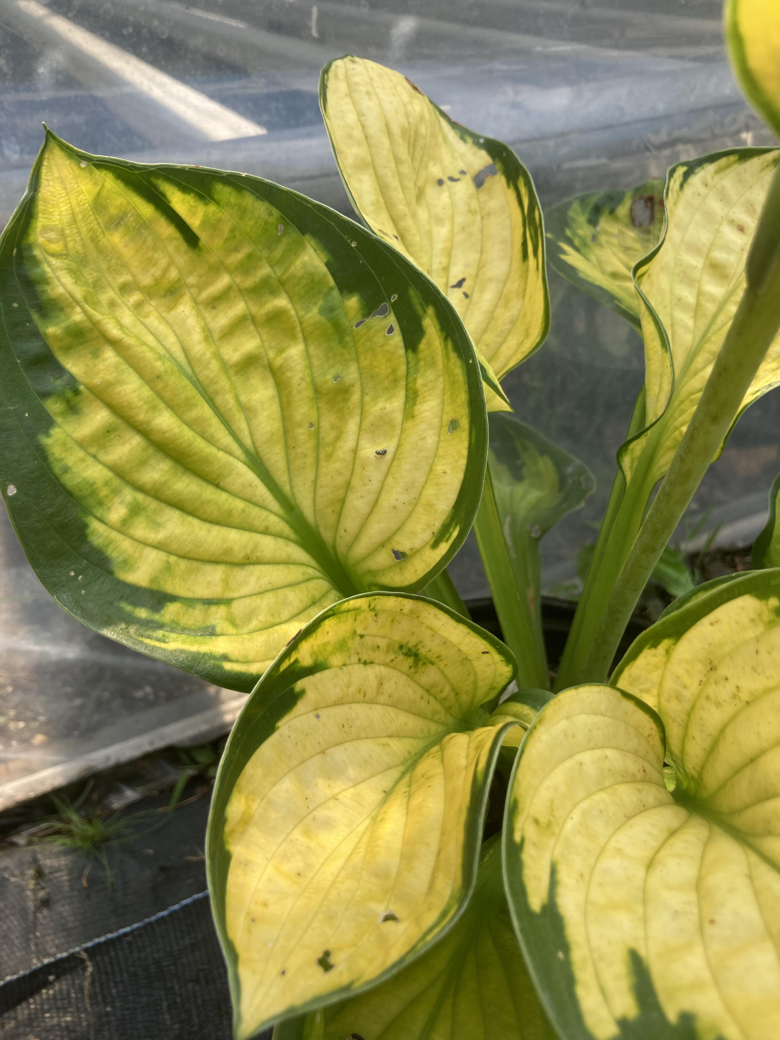 HOSTA Rainforest Sunrise 1g – Bosco's Garden Center