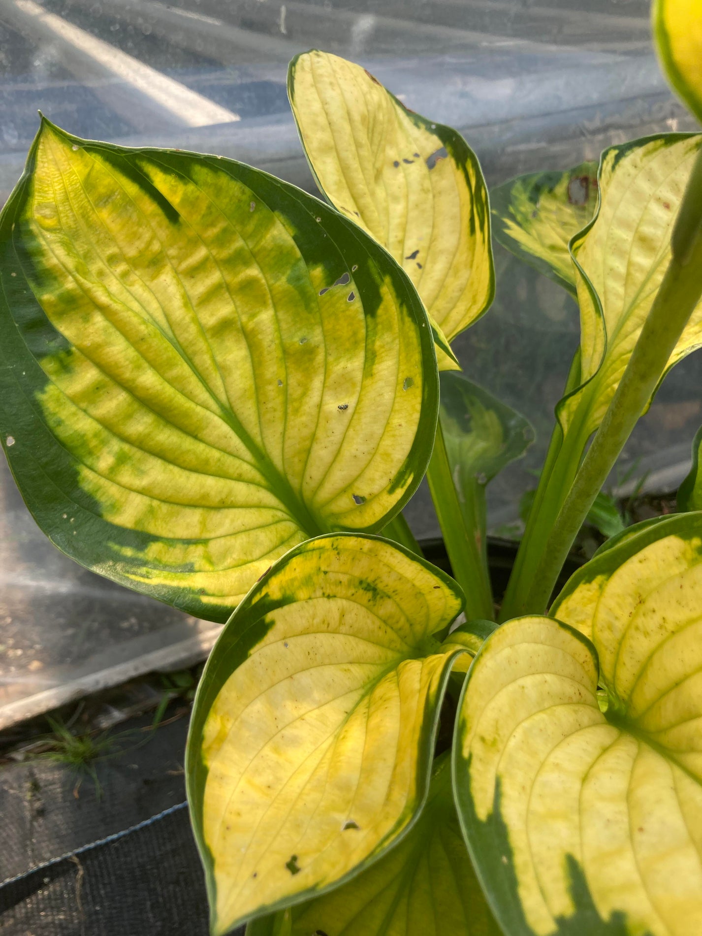 HOSTA Rainforest Sunrise 1g – Bosco's Garden Center