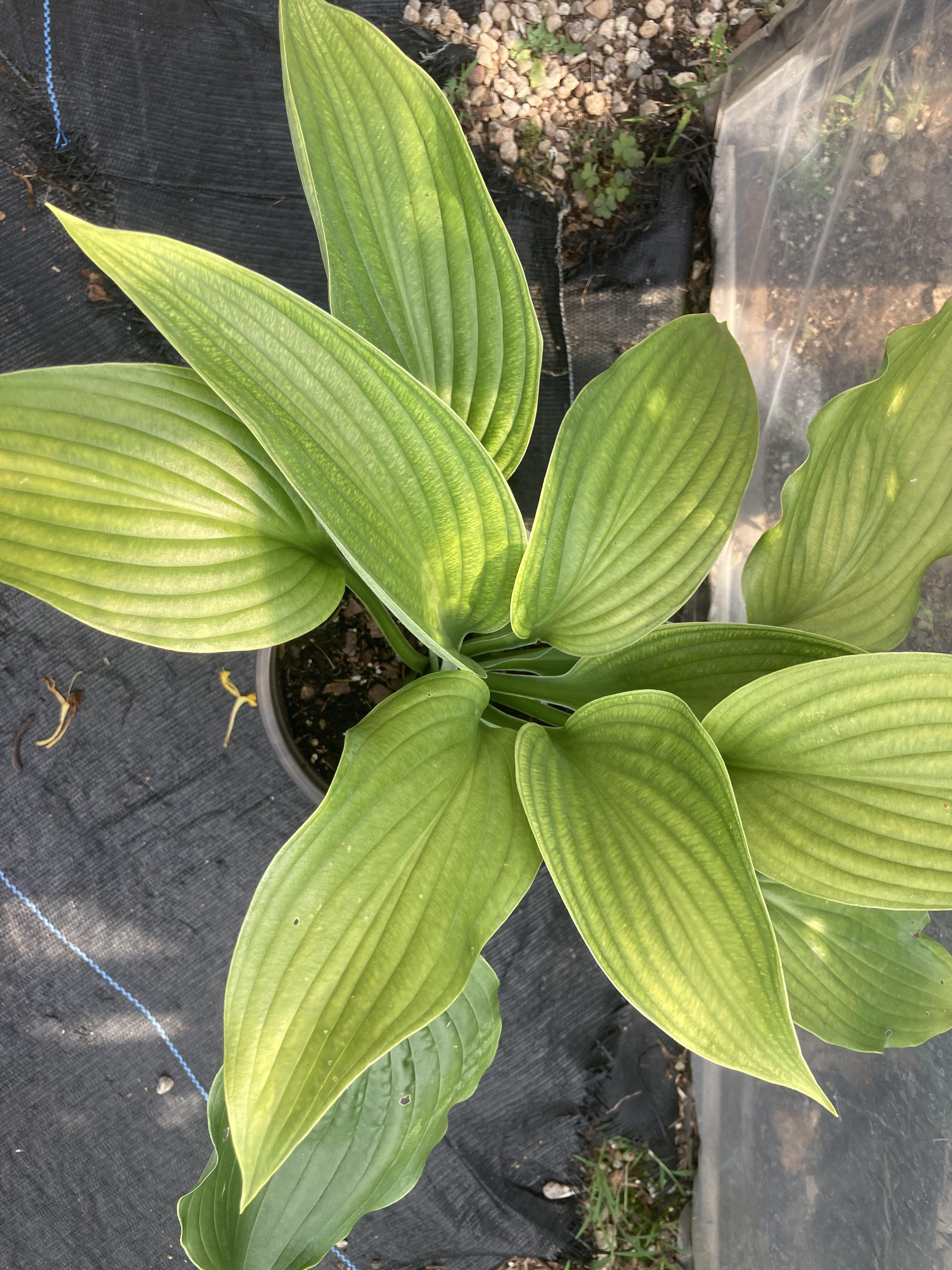 HOSTA Komodo Dragon 1g – Bosco's Garden Center