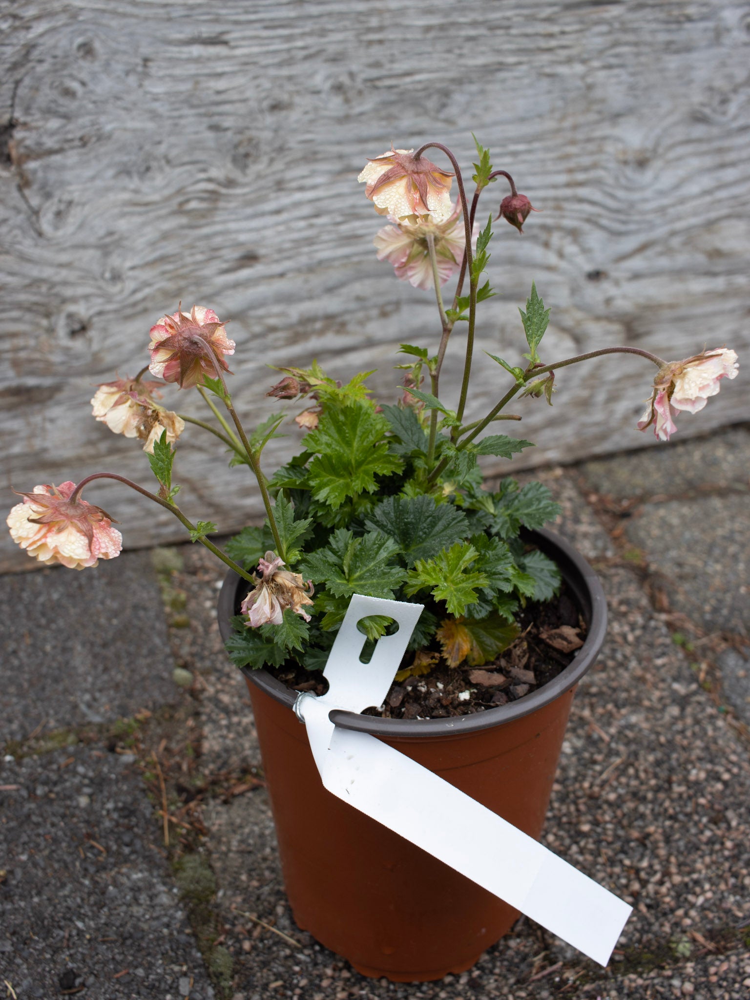 GEUM Petticoats Peach 1g – Bosco's Garden Center