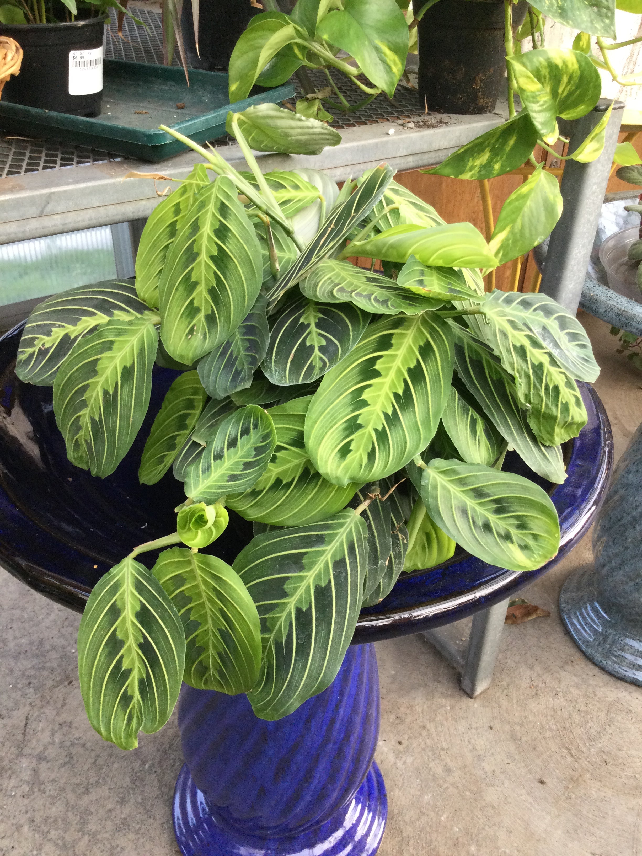 6" Lemon Prayer – Bosco's Garden Center