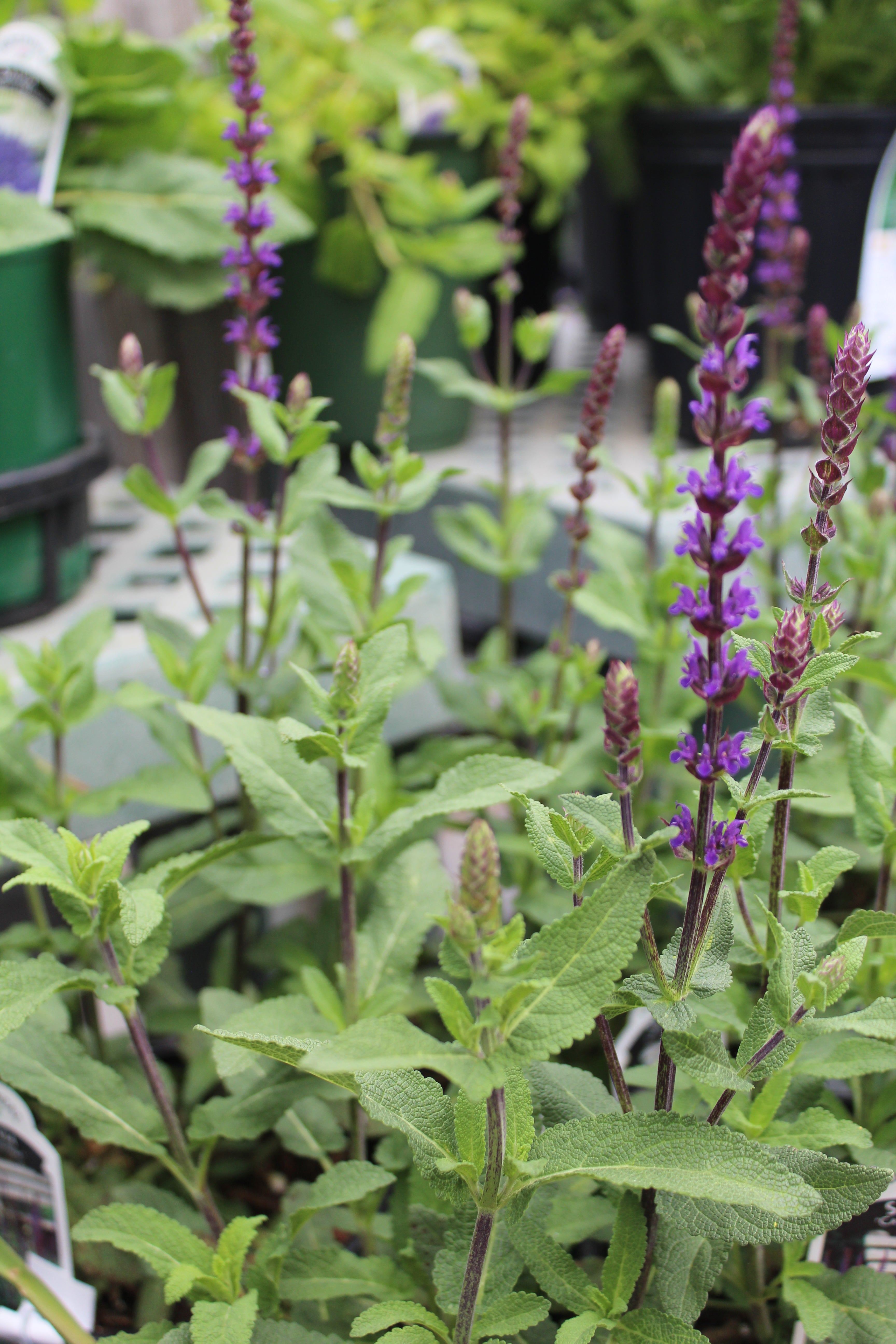 Salvia Caradonna 1g – Bosco's Garden Center