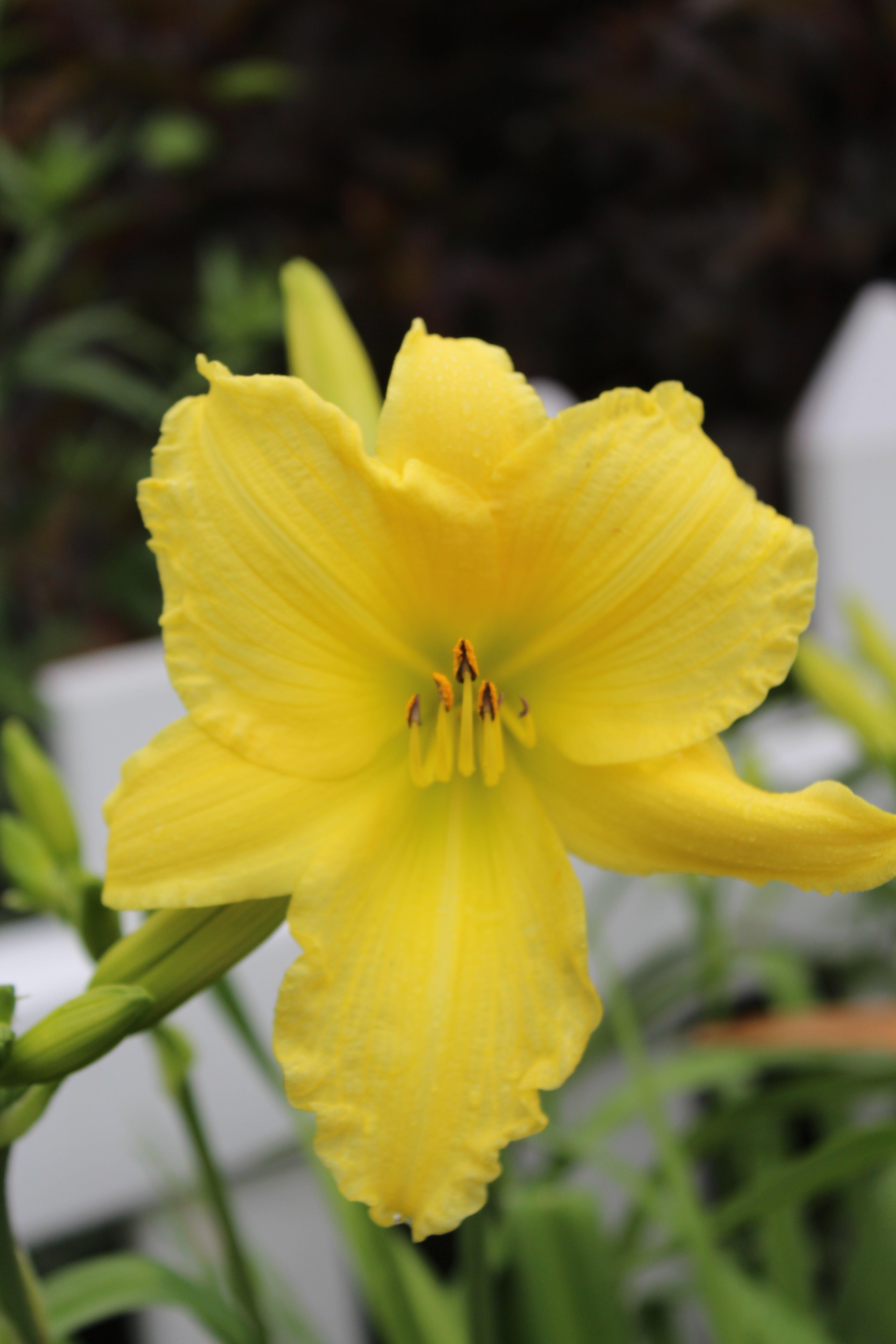 HEMEROCALLIS Big Time Happy 1g – Bosco's Garden Center