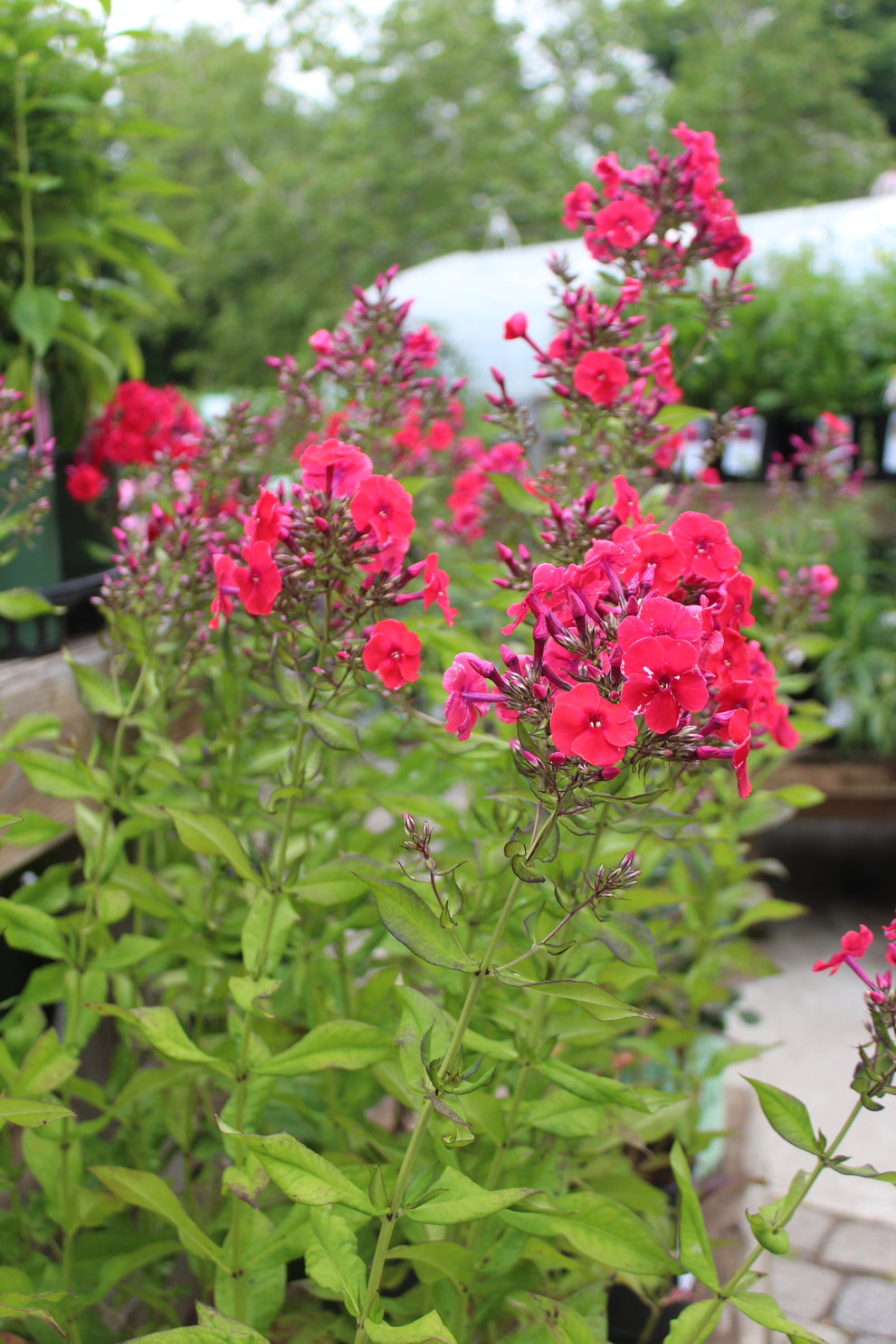 Phlox Red Riding Hood – Bosco's Garden Center