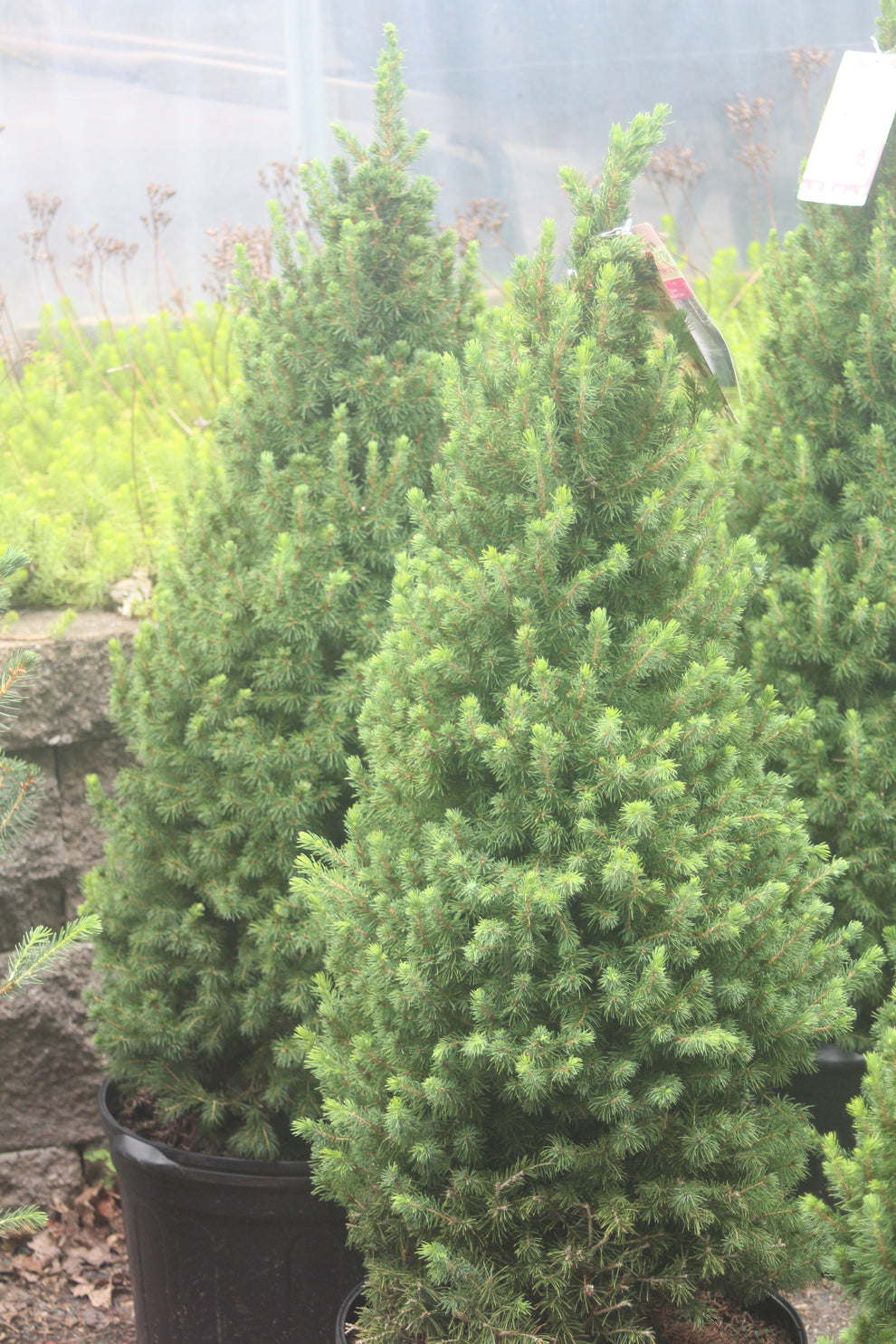 PICEA GLAUCA CONICA 3 Gal – Bosco's Garden Center