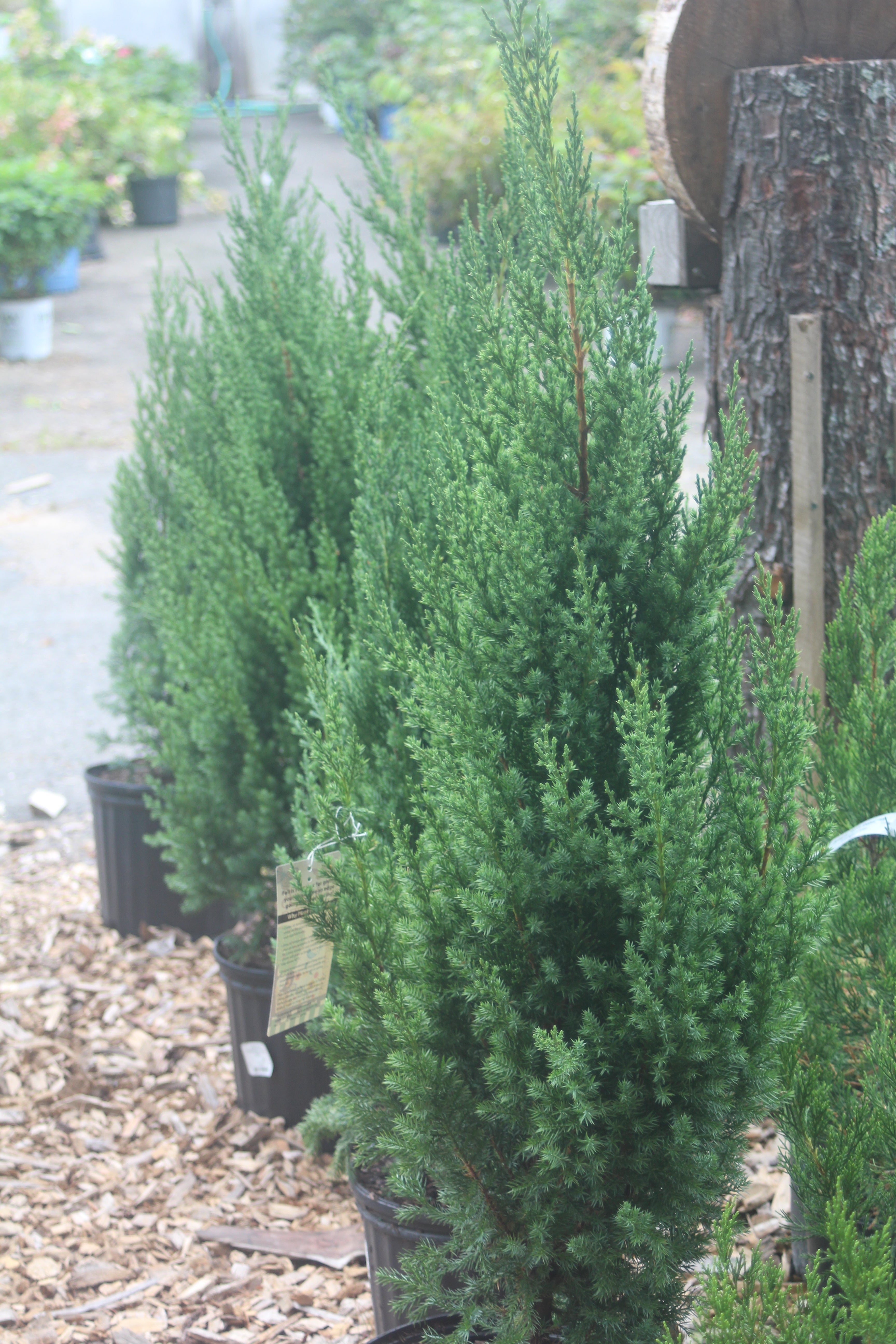 Juniperus chinensis Blue Point 3g – Bosco's Garden Center