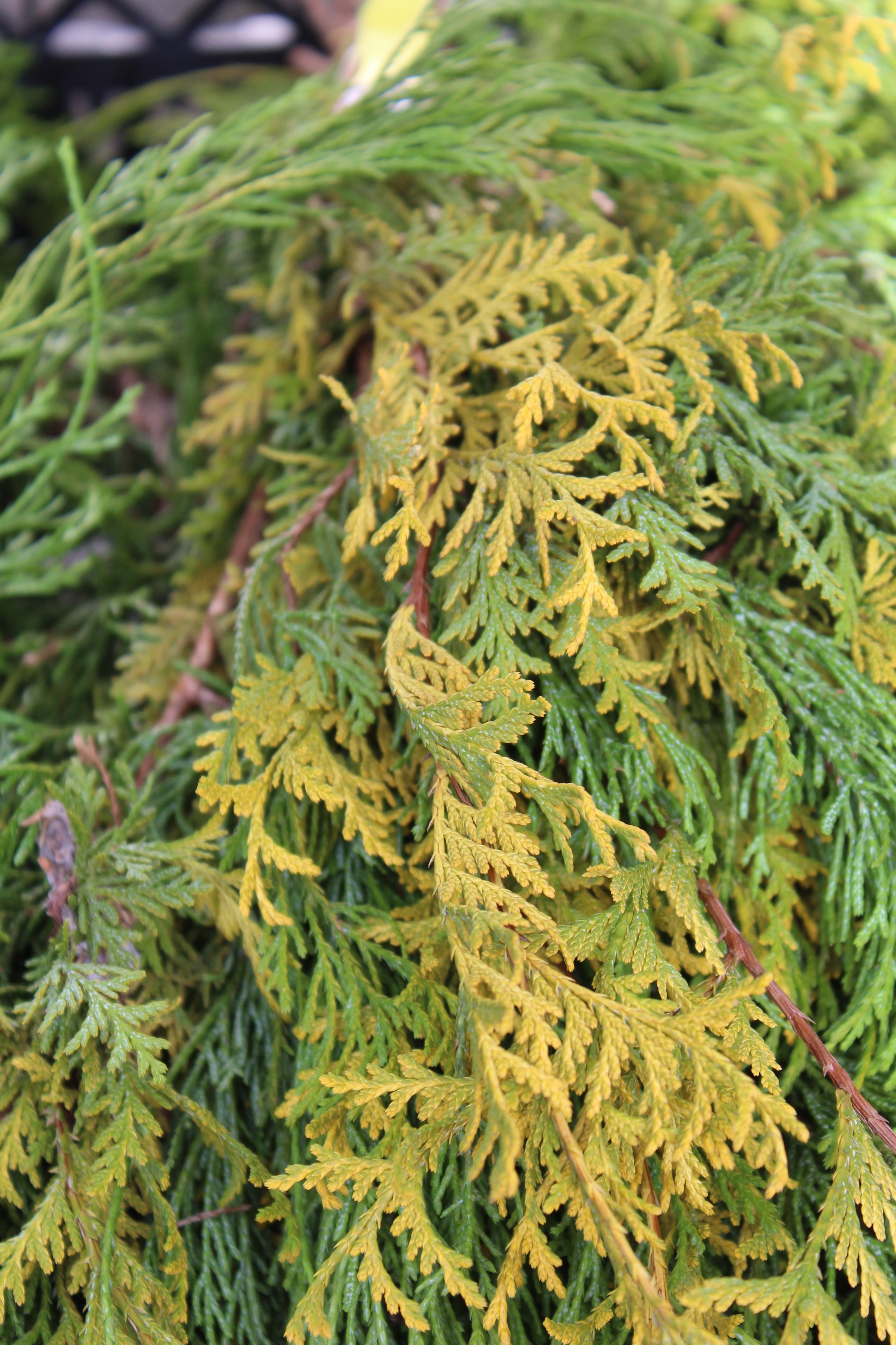 Yellow cypress bunch – Bosco's Garden Center