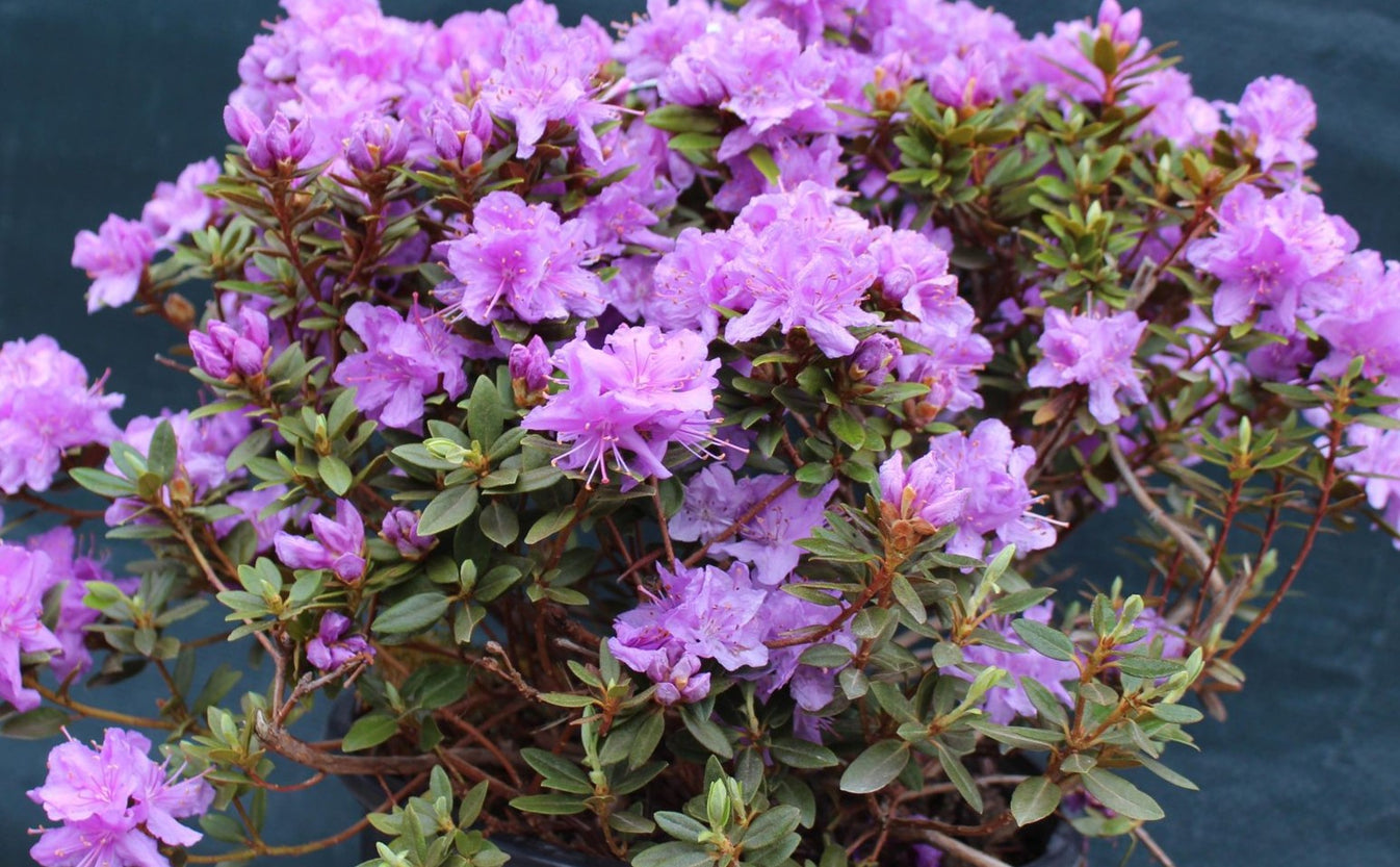 RHODODENDRON X `PURPLE GEM` – Bosco's Garden Center