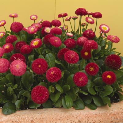 Bellis Bellissima Red quart – Bosco's Garden Center