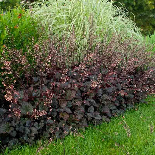 Heuchera Frosted Violet quart – Bosco's Garden Center